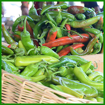 Fresh Picked Hatch Green Chile - Hatch Chile Peppers